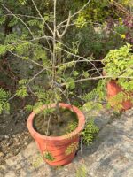 Shami Plant: A Sacred and Resilient Tree - With My Plant