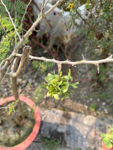 Shami Plant: A Sacred and Resilient Tree - With My Plant