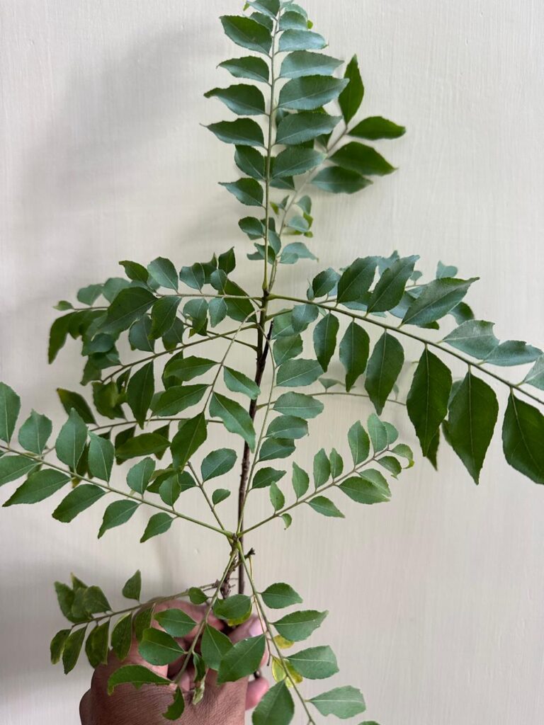 How to Grow and Use Curry Leaf Plant at Home: A Complete Guide - With ...