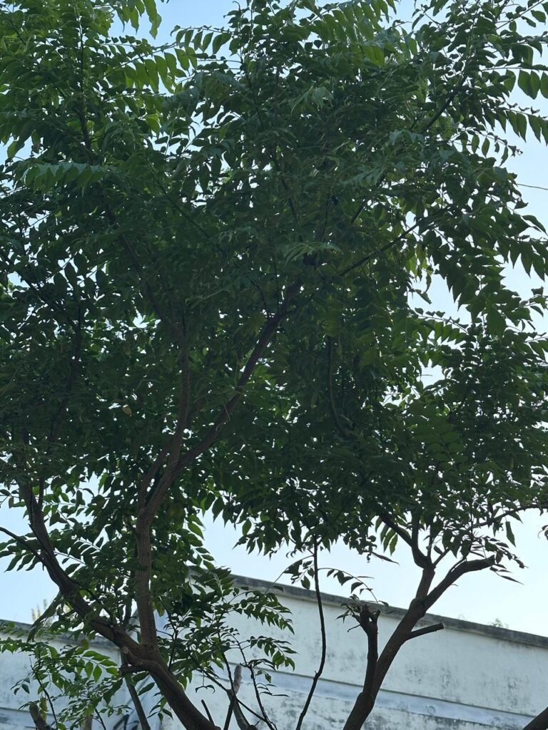 How to Grow and Use Curry Leaf Plant at Home: A Complete Guide - With ...