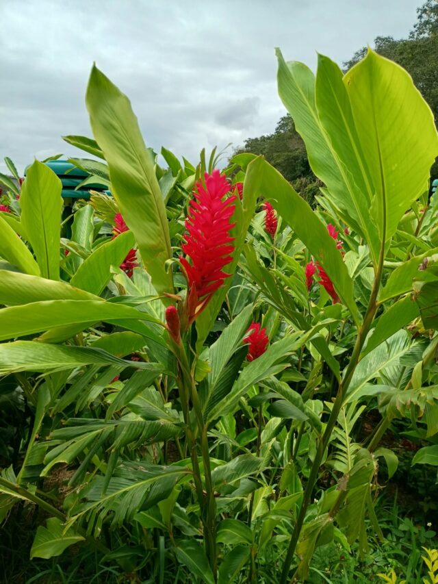 Red Ginger: The Exotic Beauty of the Tropics - With My Plant